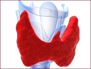 Enfermedad de Hashimoto: guía basada en la evidencia - Guías y noticias ...